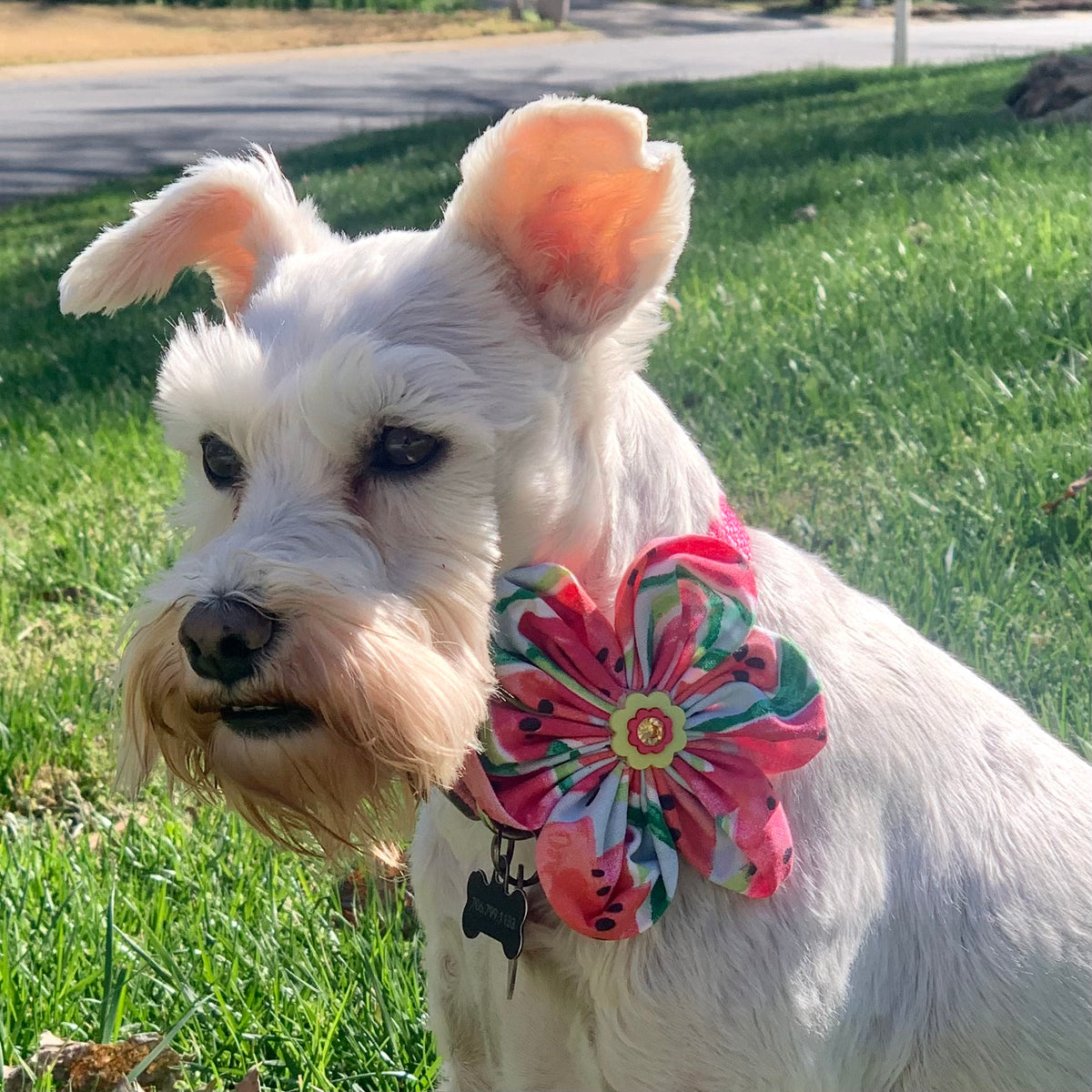 Watermelon Flower – the good dogg